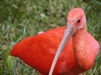 animales del llano: AVES