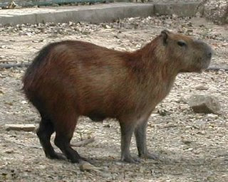 animales del llano: MAMIFEROS