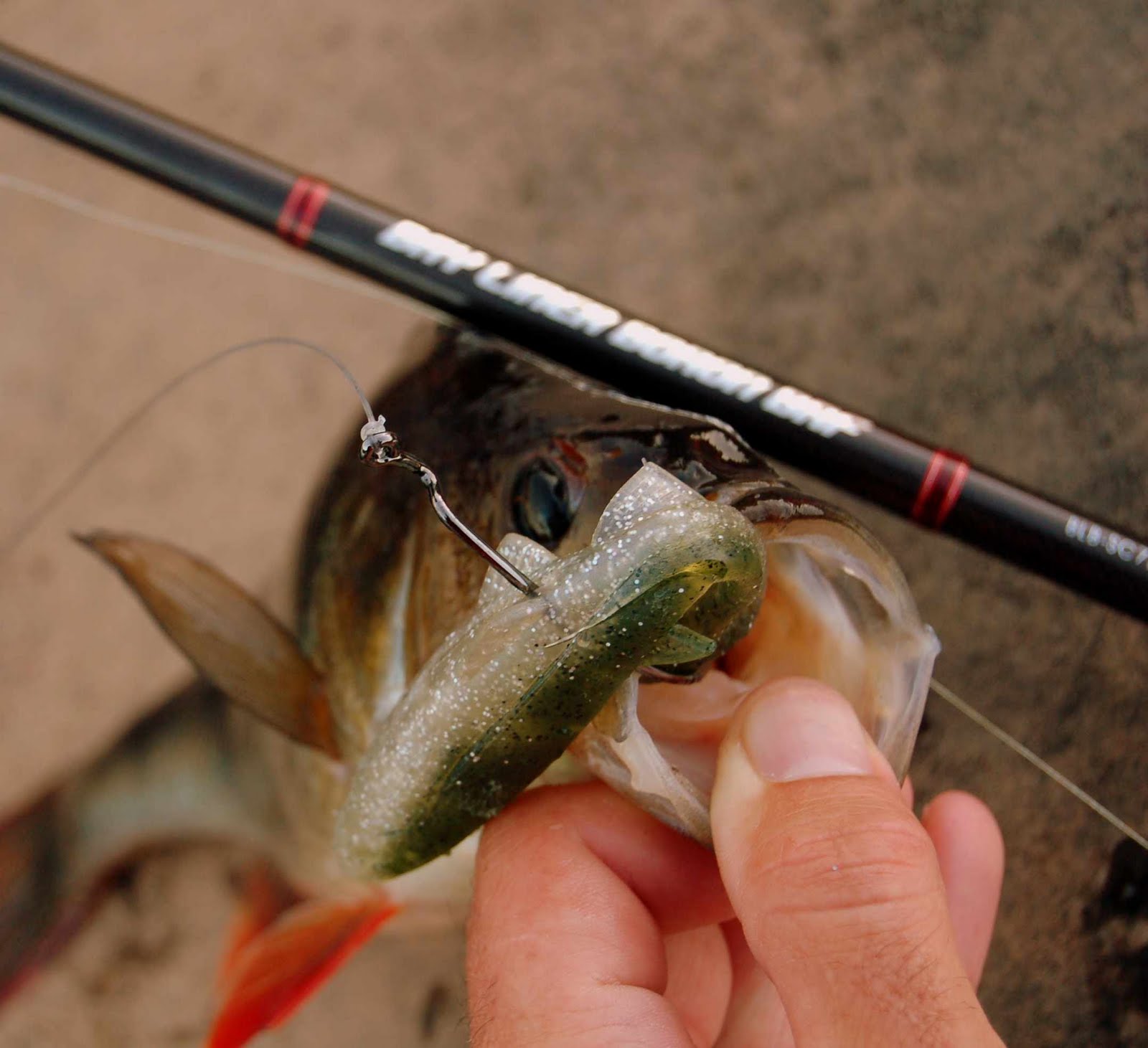FISHING IN SWEDEN - LAPPLAND PRO NATUR - GAFSELE: August, the PERCH month.