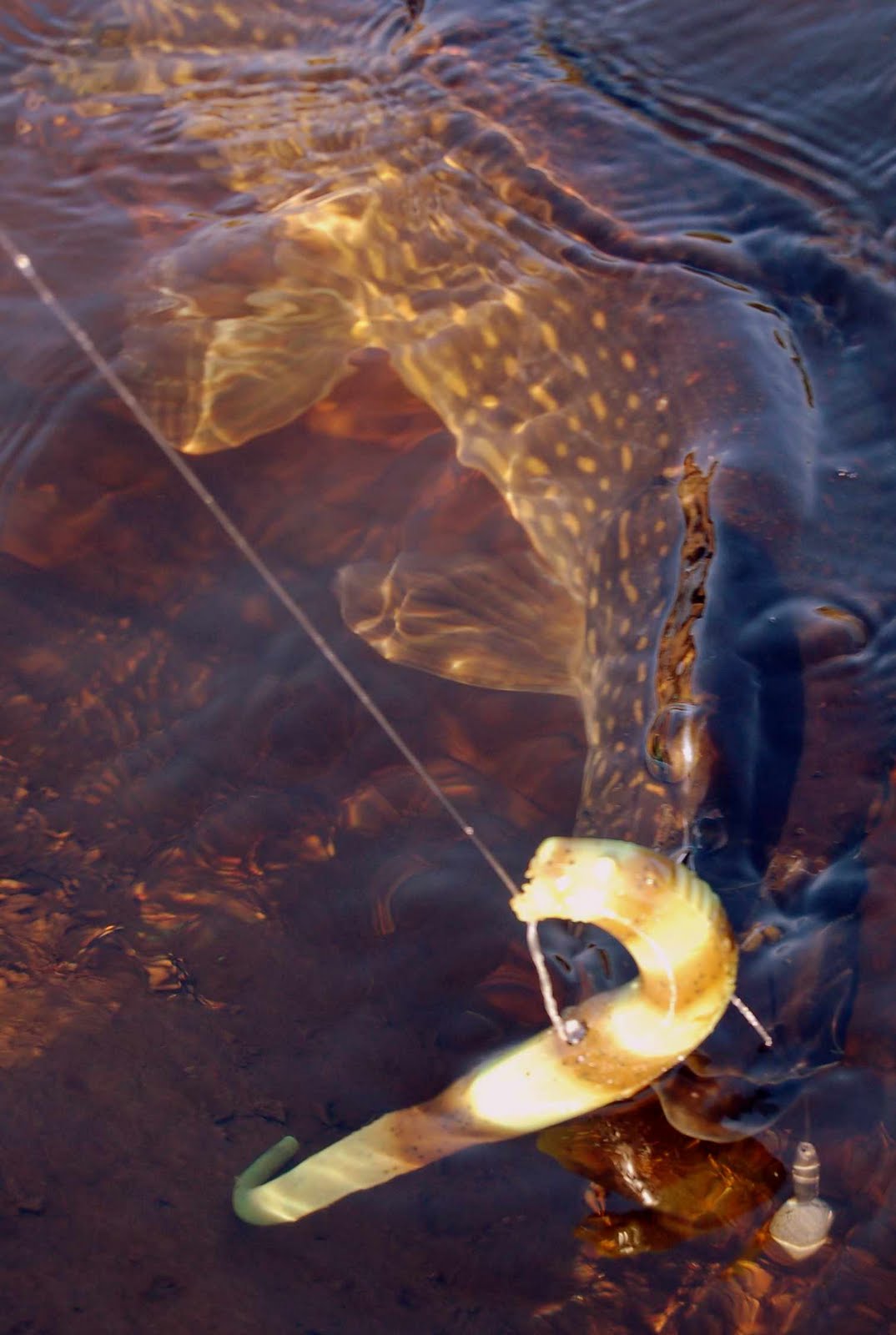 FISHING IN SWEDEN - LAPPLAND PRO NATUR - GAFSELE: August, the PERCH month.