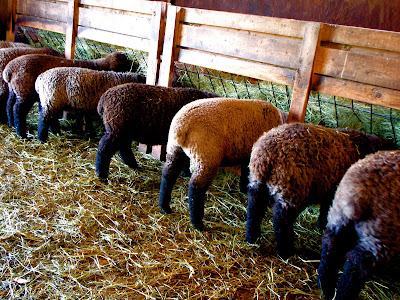 Tea and Food: Drumlin Farm