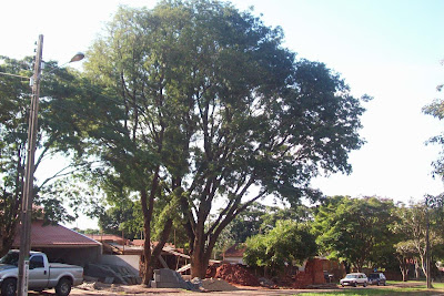 JARDINS DO CORAÇÃO!!: DIA DA ÁRVORE
