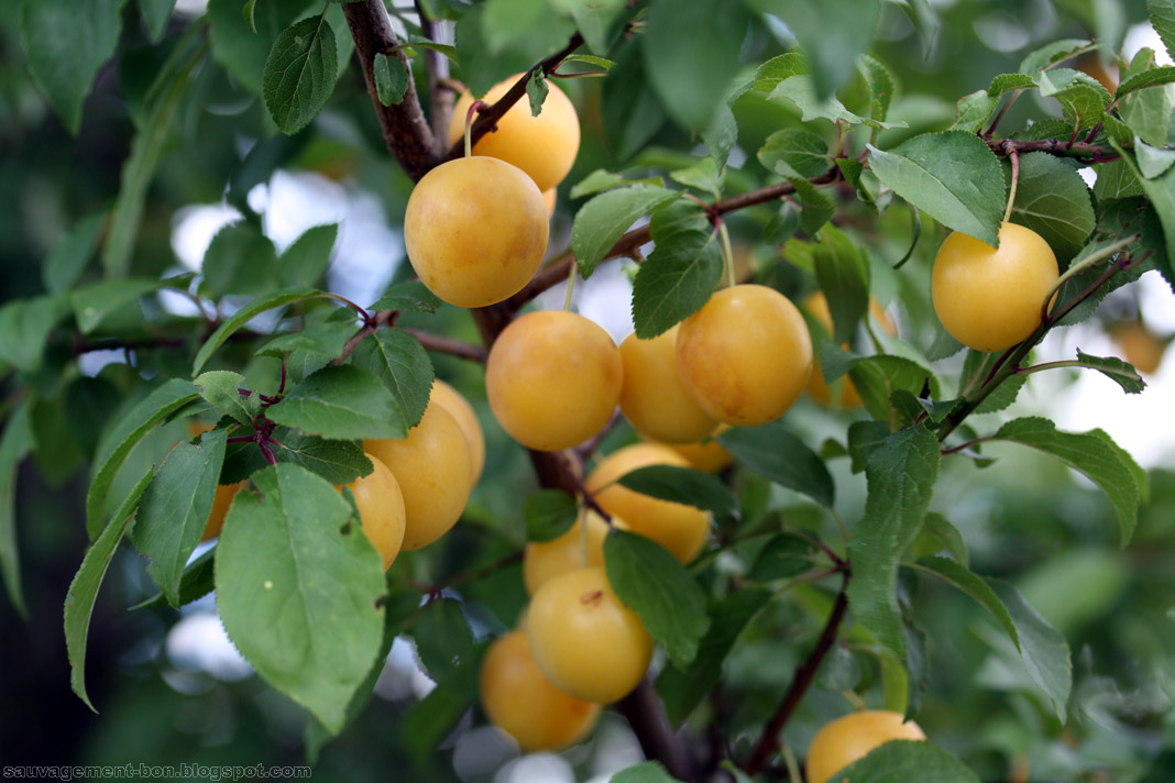 Sauvagement-Bon: Prunes