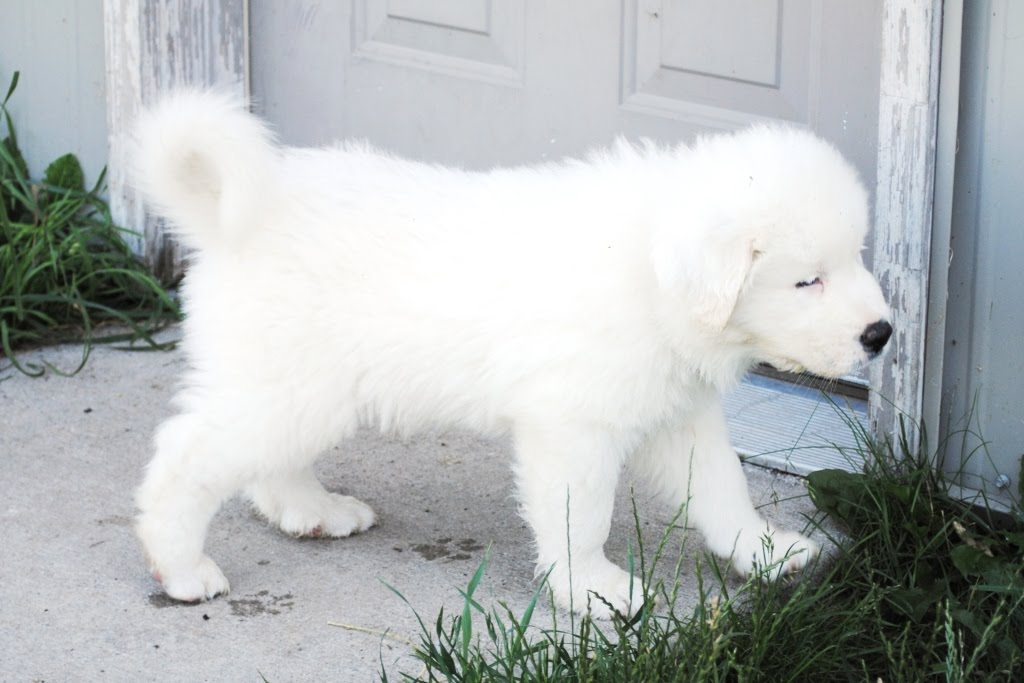 Beechtree Farm: Great Pyrenees