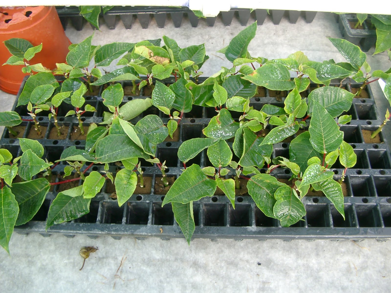 Mioux Florist & Greenhouses: Poinsettia Roots forming