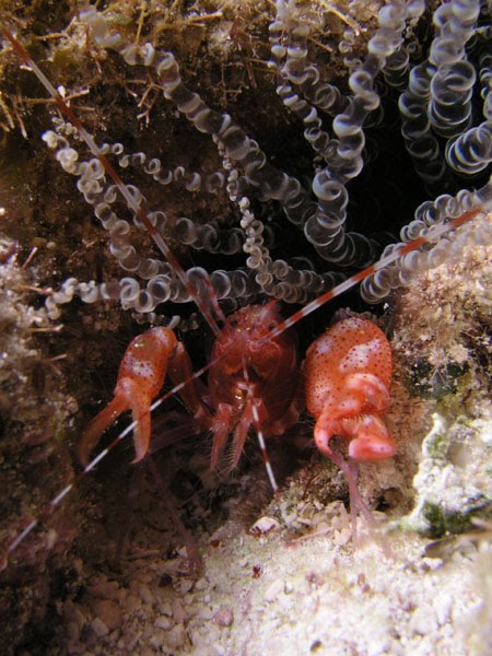 Kent: Pistol/Snapping Shrimp