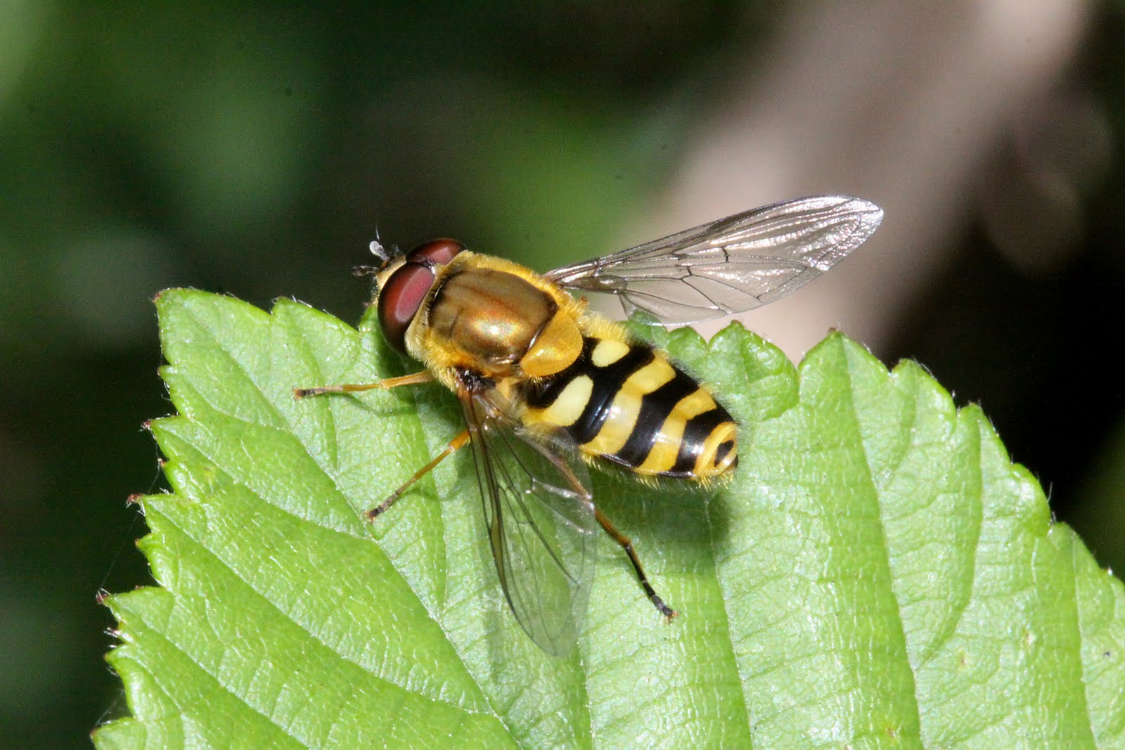 Hilbre Bird Observatory: 15th August 2010 continued- Hover flies