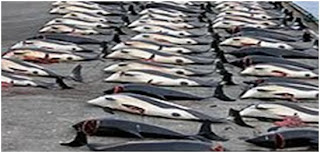 Marine mammals -- Dolphins