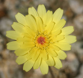 Yellow Chicory Plant