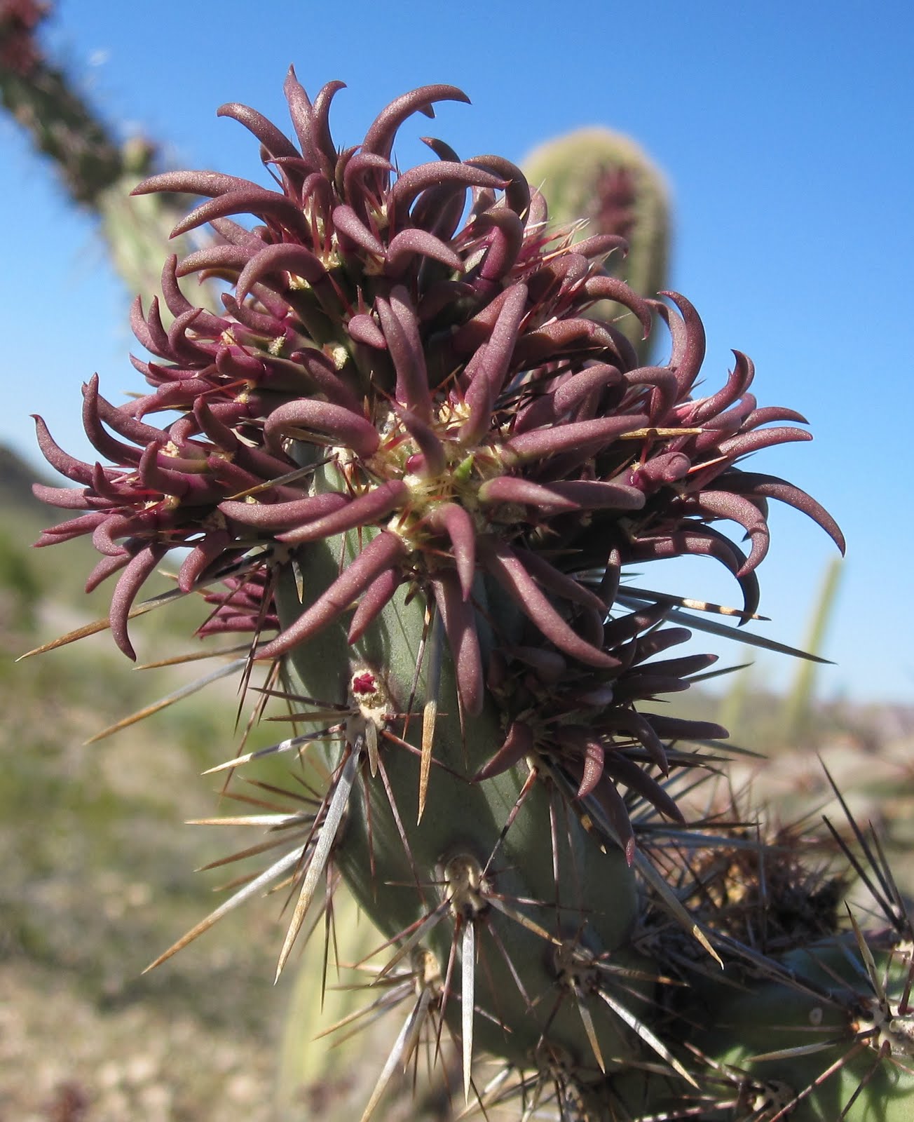 Buckhorn Cholla