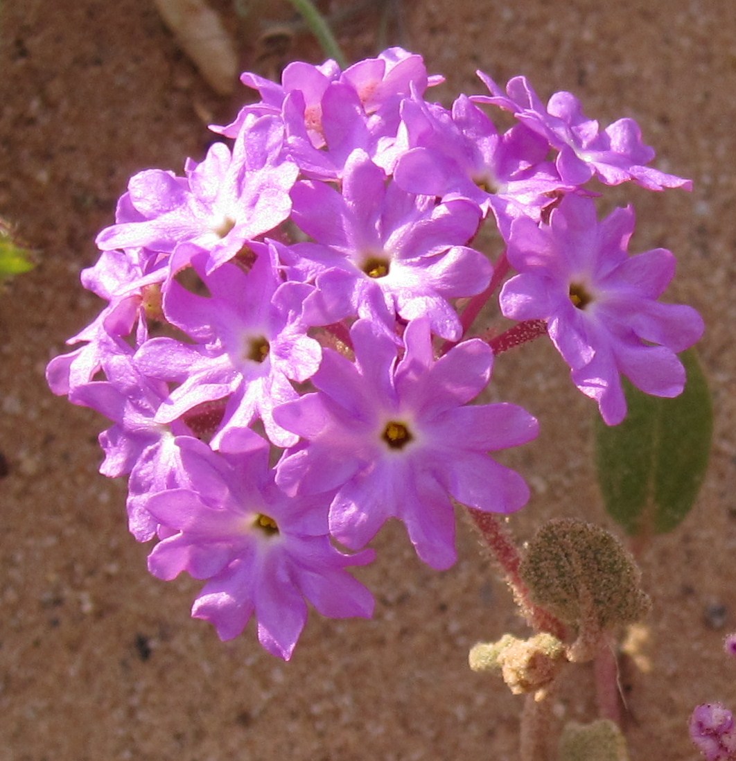 Cannundrums: Desert Sand Verbena