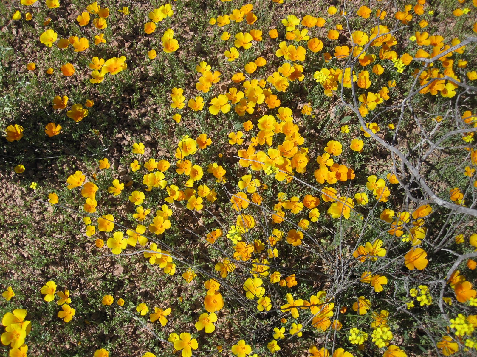 Cannundrums: Mexican Gold Poppy