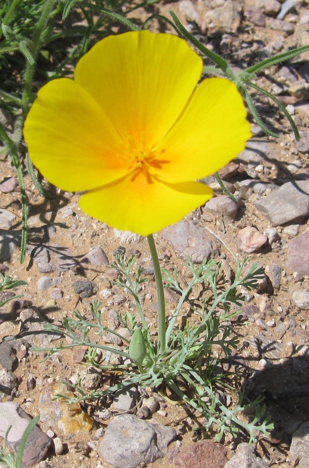 Cannundrums: Mexican Gold Poppy