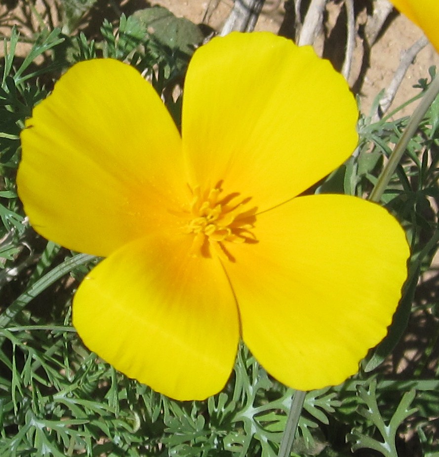 Cannundrums: Mexican Gold Poppy