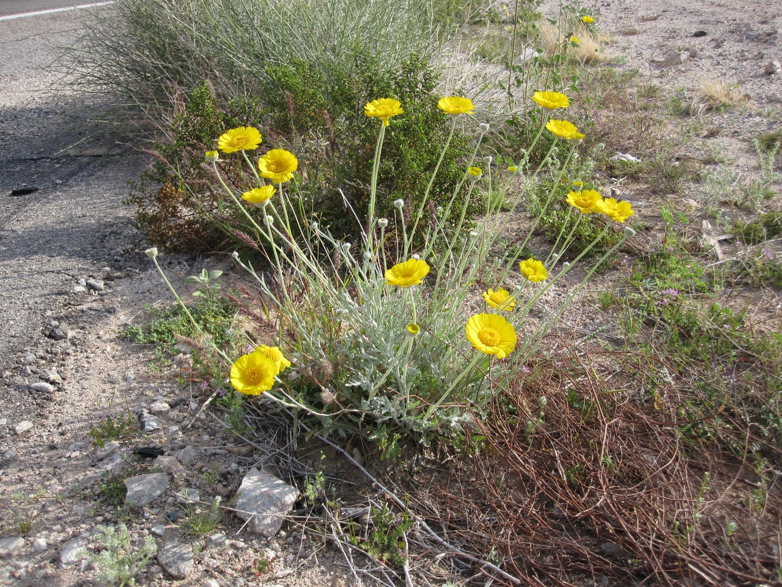 Cannundrums: Desert Marigold