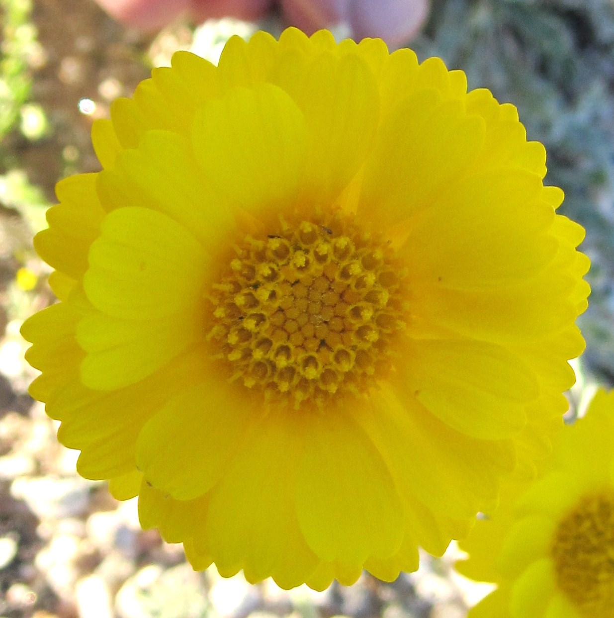 Cannundrums: Desert Marigold