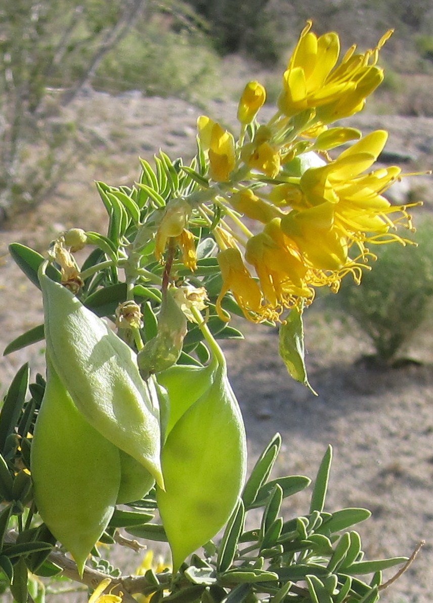 Cannundrums: Bladderpod Spiderflower