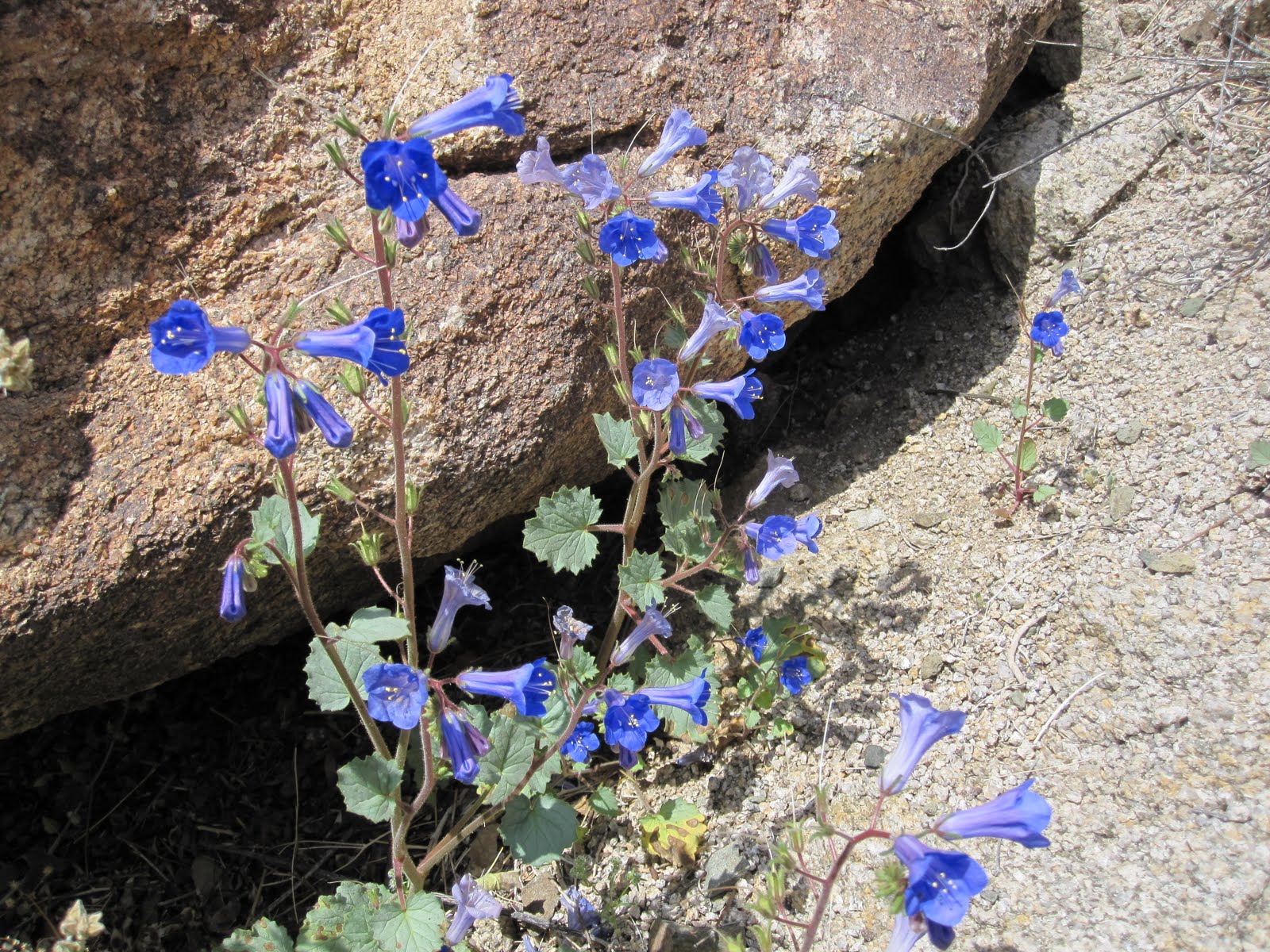 Cannundrums: Desert Canterbury Bells