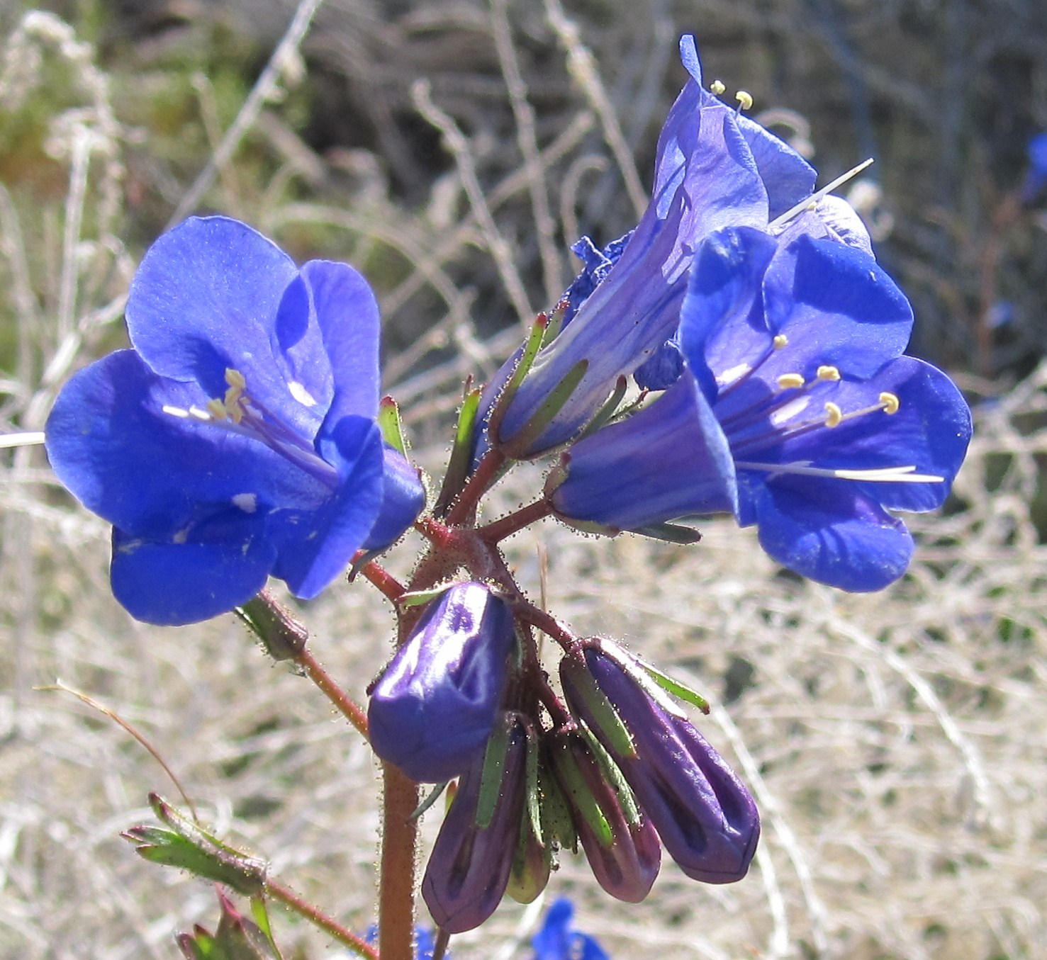 Cannundrums: Desert Canterbury Bells