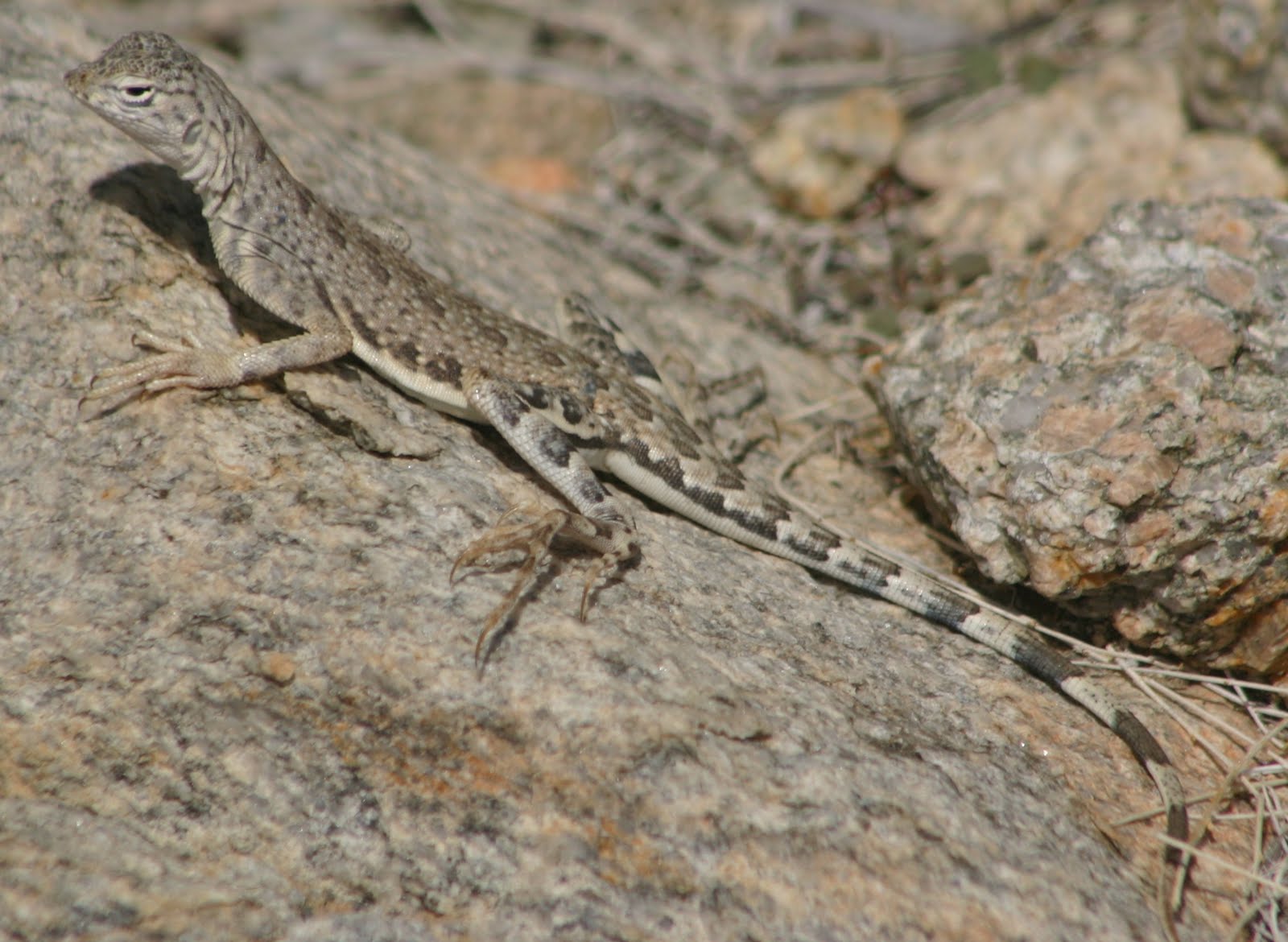 Cannundrums: Zebra-Tailed Lizard