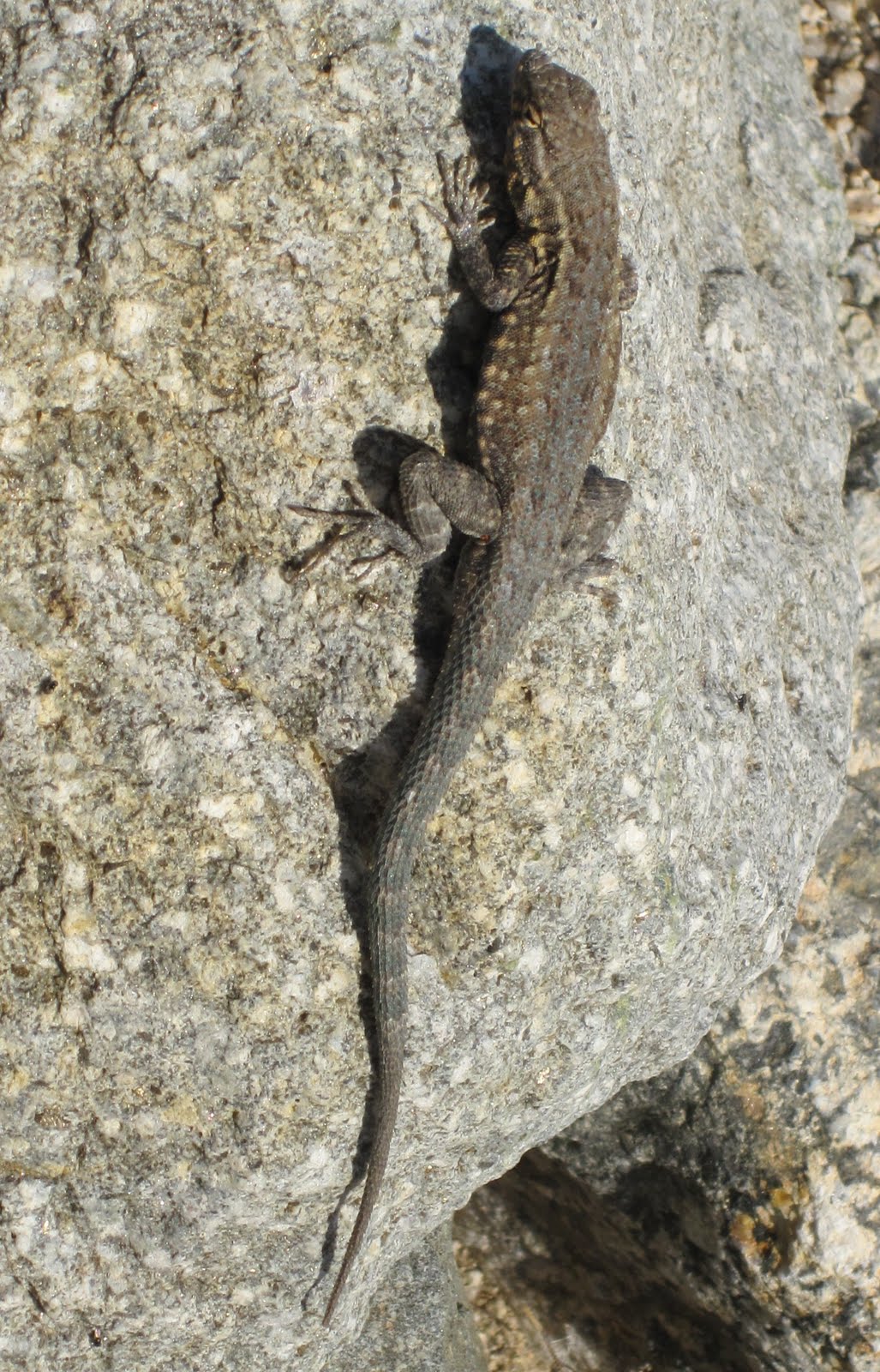 Cannundrums: Side-Blotched Lizard