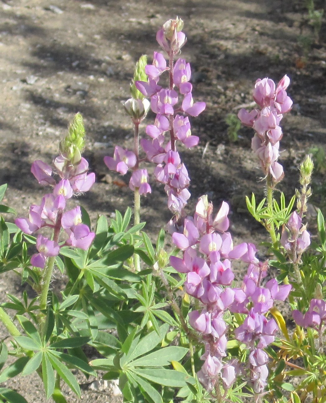 Cannundrums: Arizona Lupine