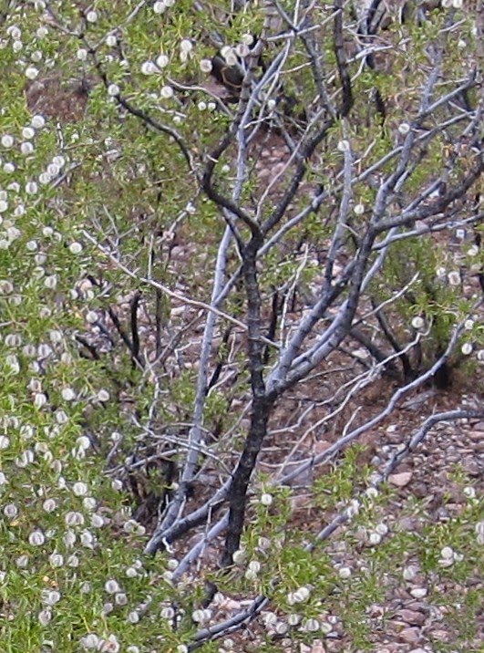 Cannundrums: Creosote Bush