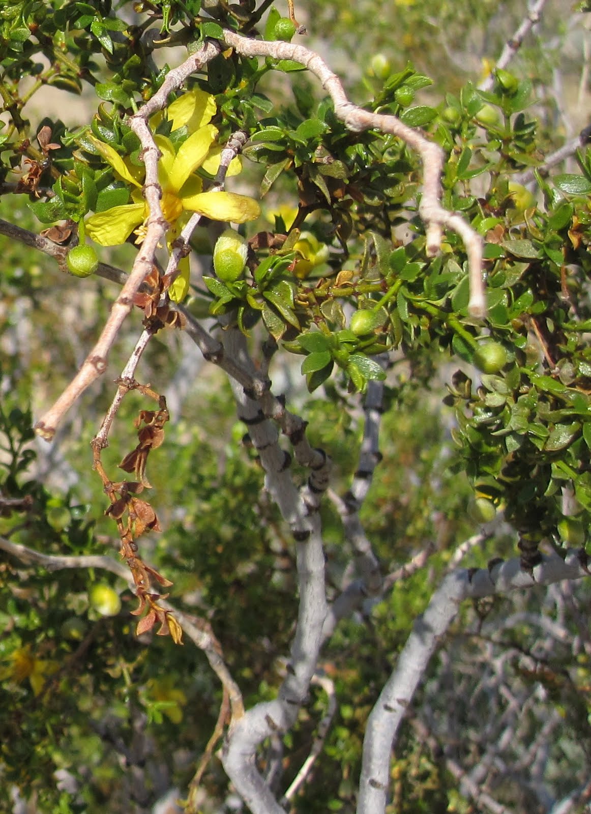 Cannundrums: Creosote Bush