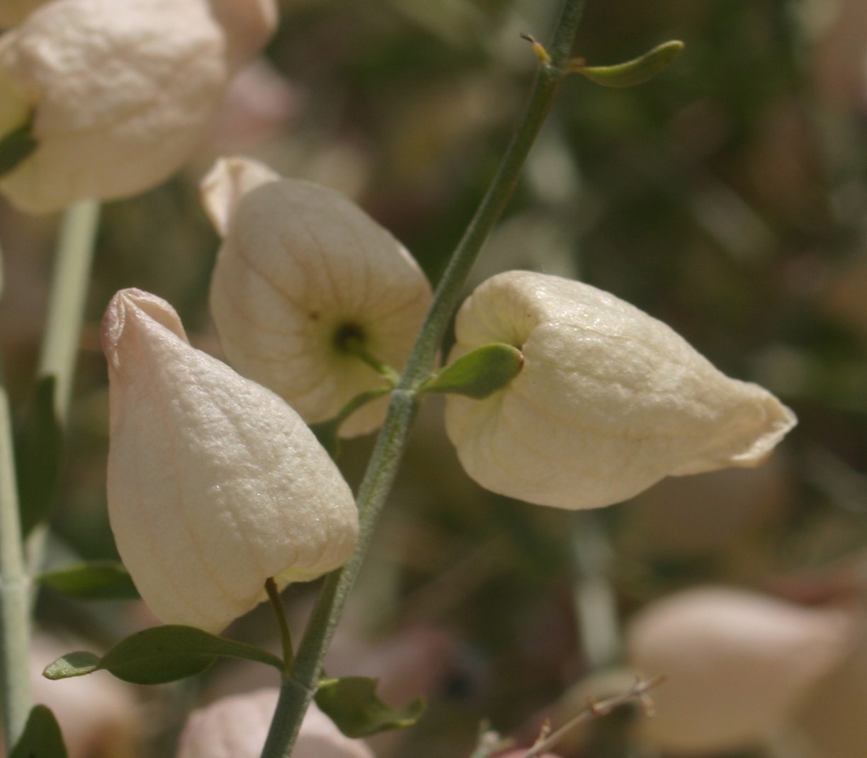 Cannundrums: Paperbag Bush or Mexican Bladder Sage