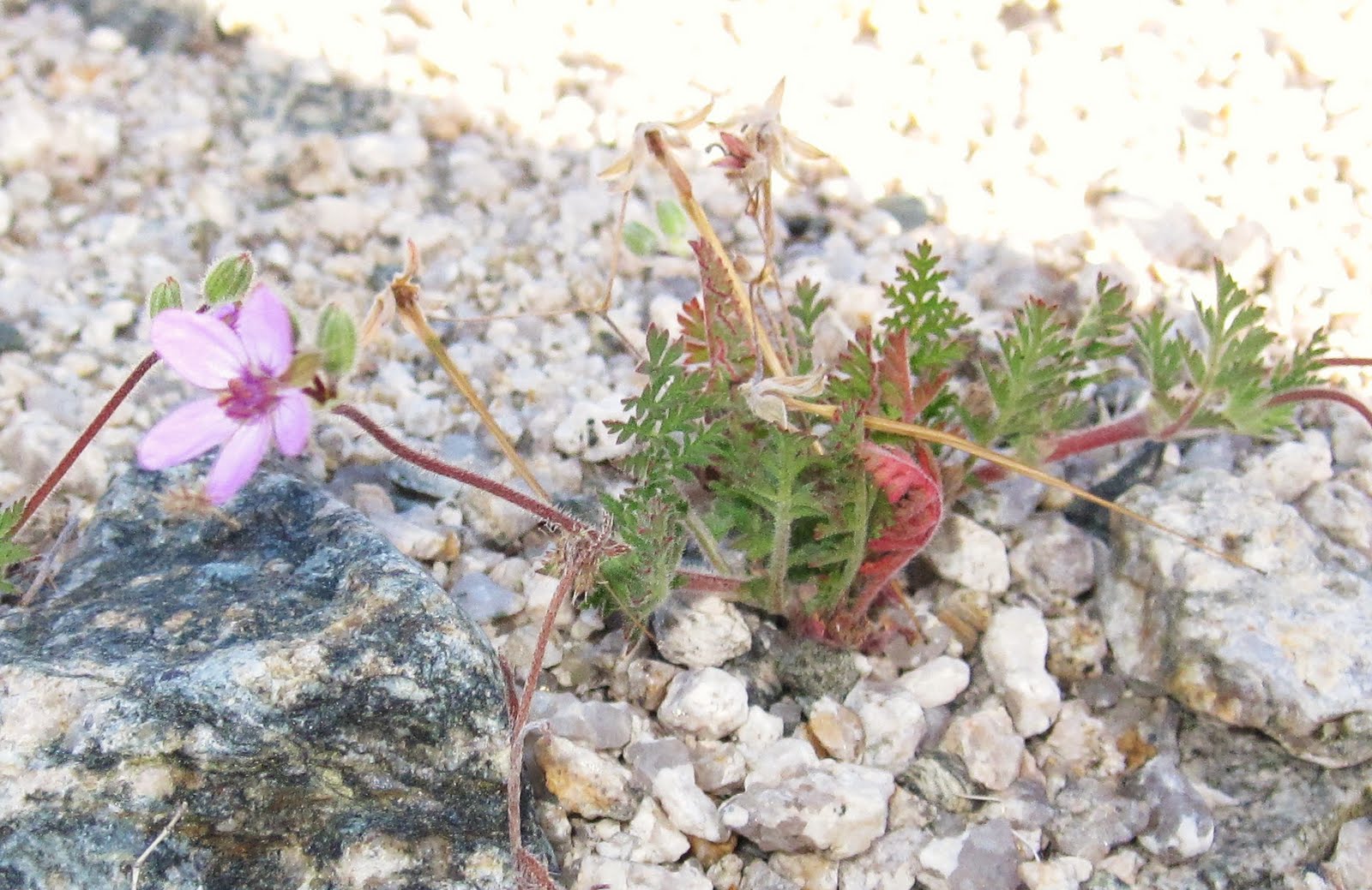 Cannundrums: Redstem Filaree or Storksbill