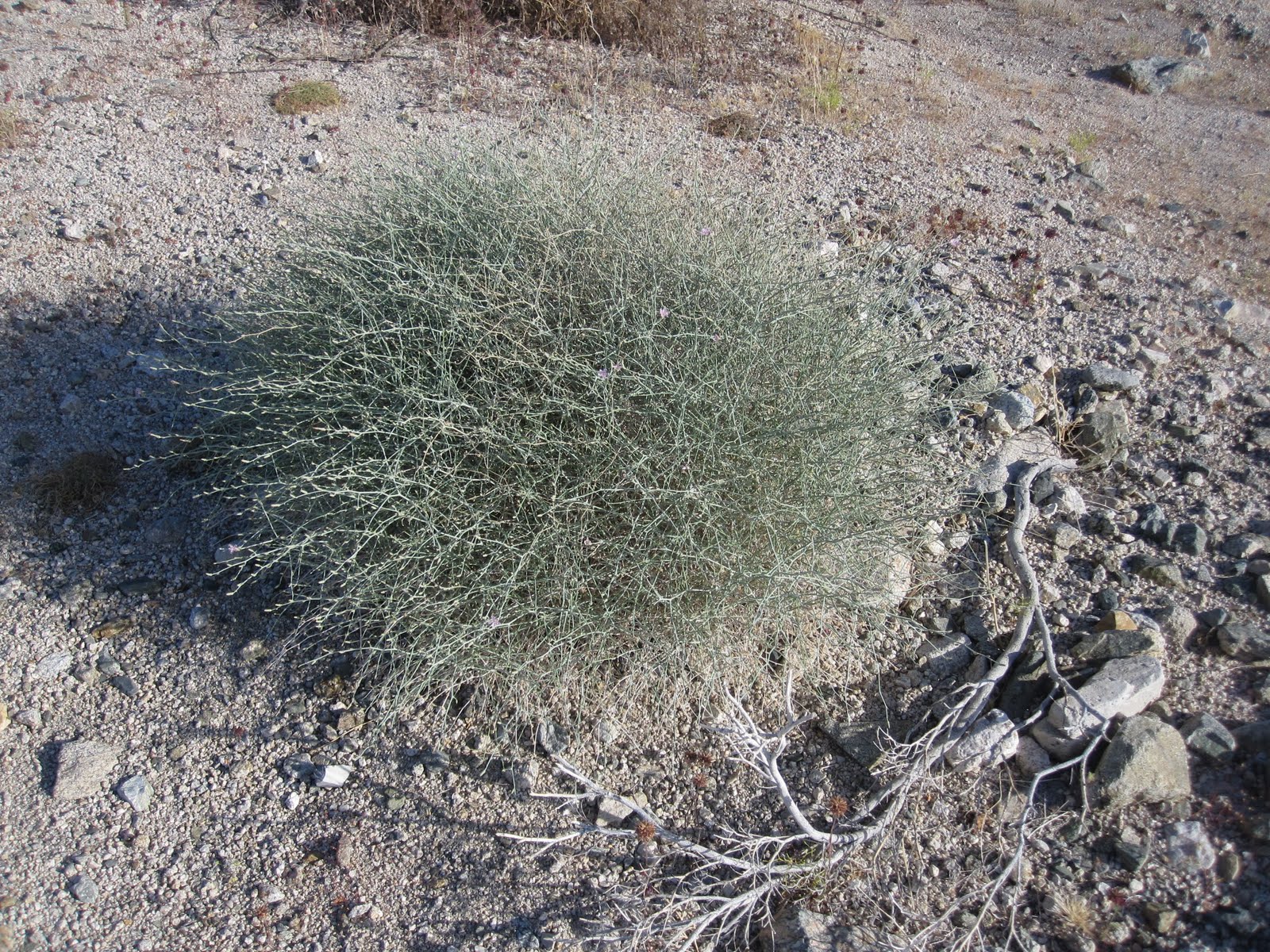 Cannundrums: Wire Lettuce or Desert Straw