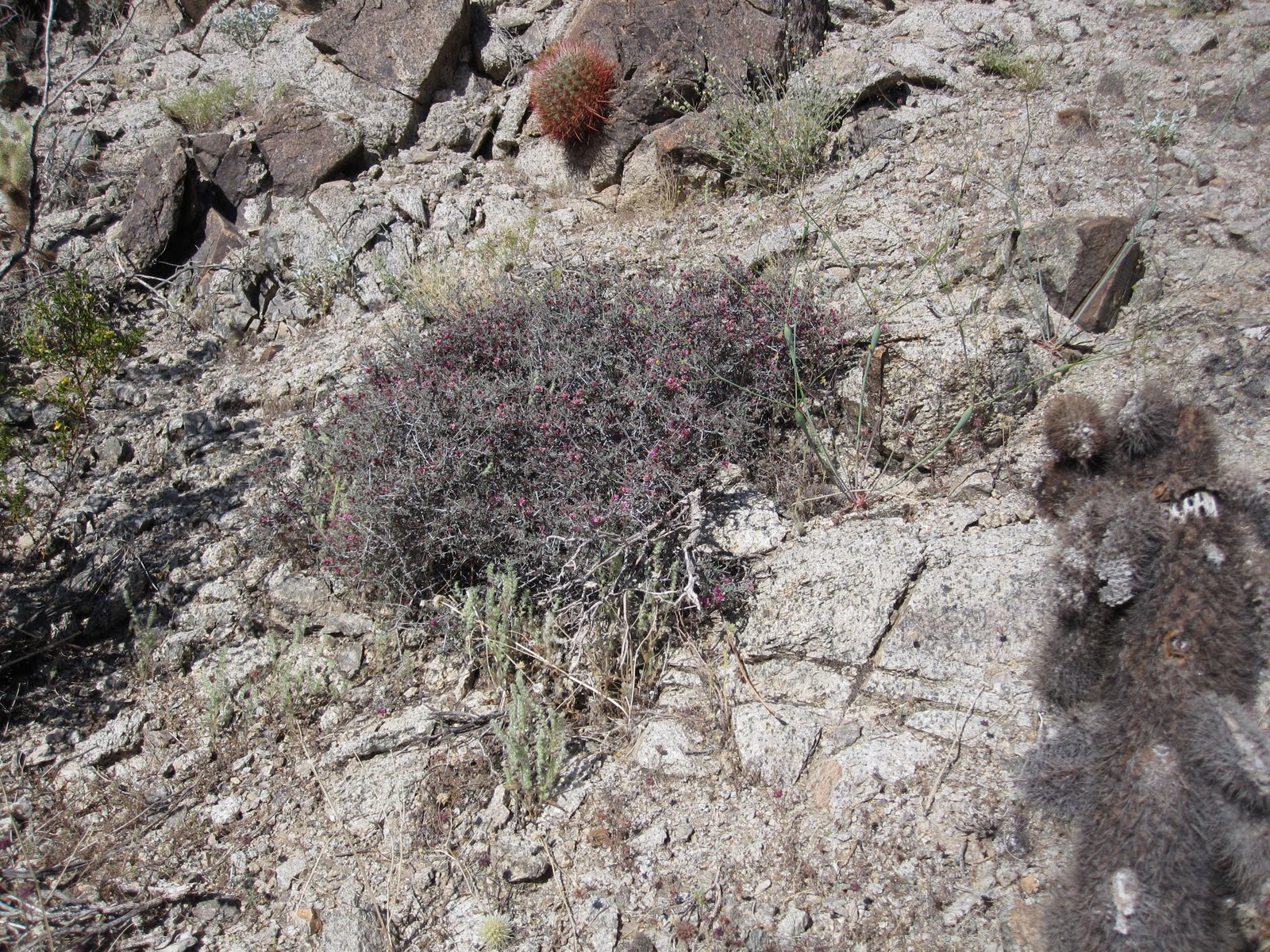 Cannundrums: Pima Rhatany or Littleleaf Ratany