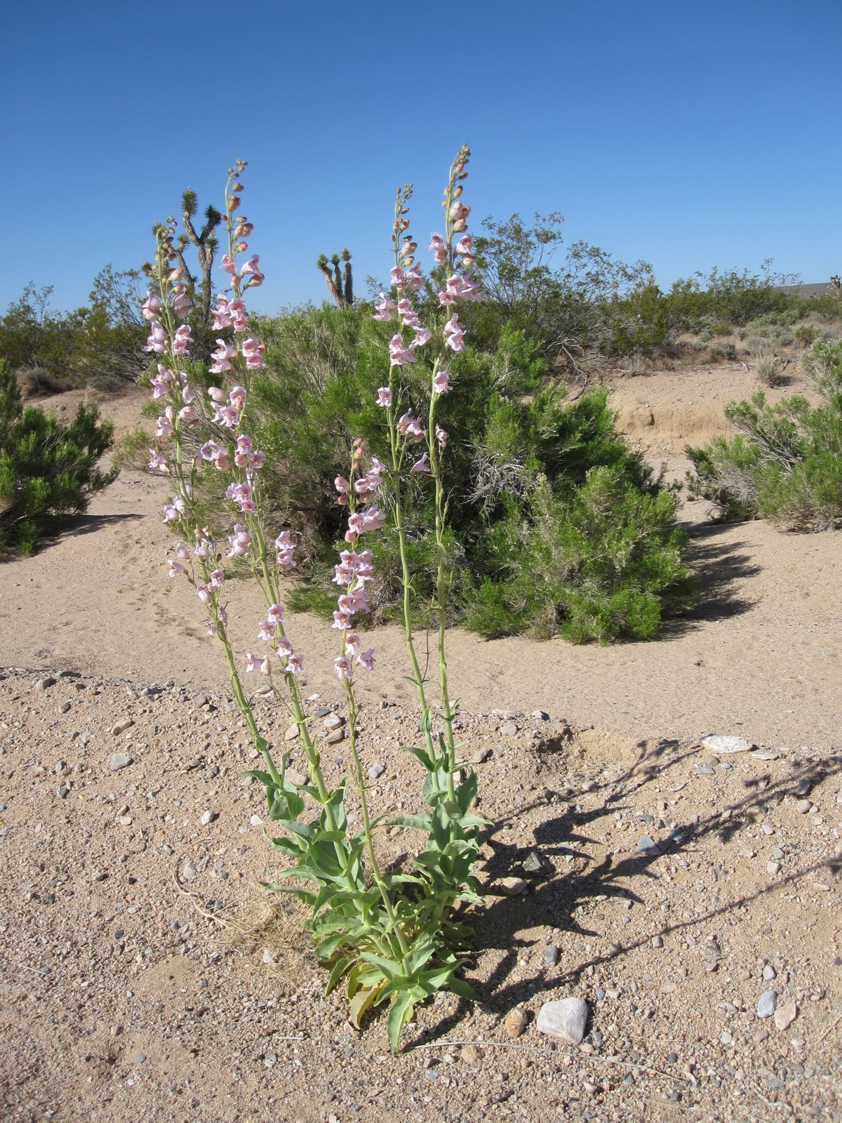 Cannundrums: Palmer's Penstemon