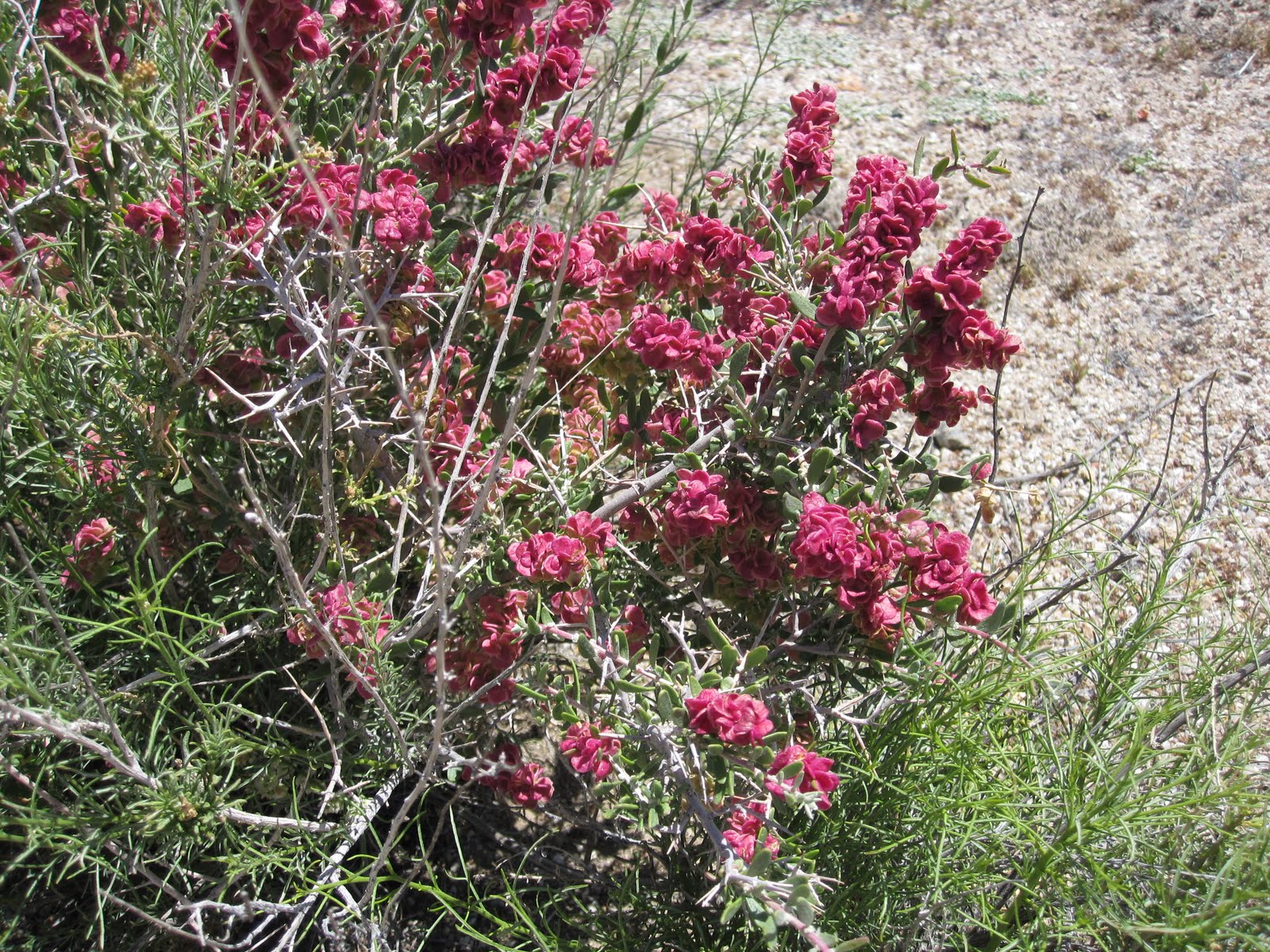 Cannundrums: Spiny Hopsage