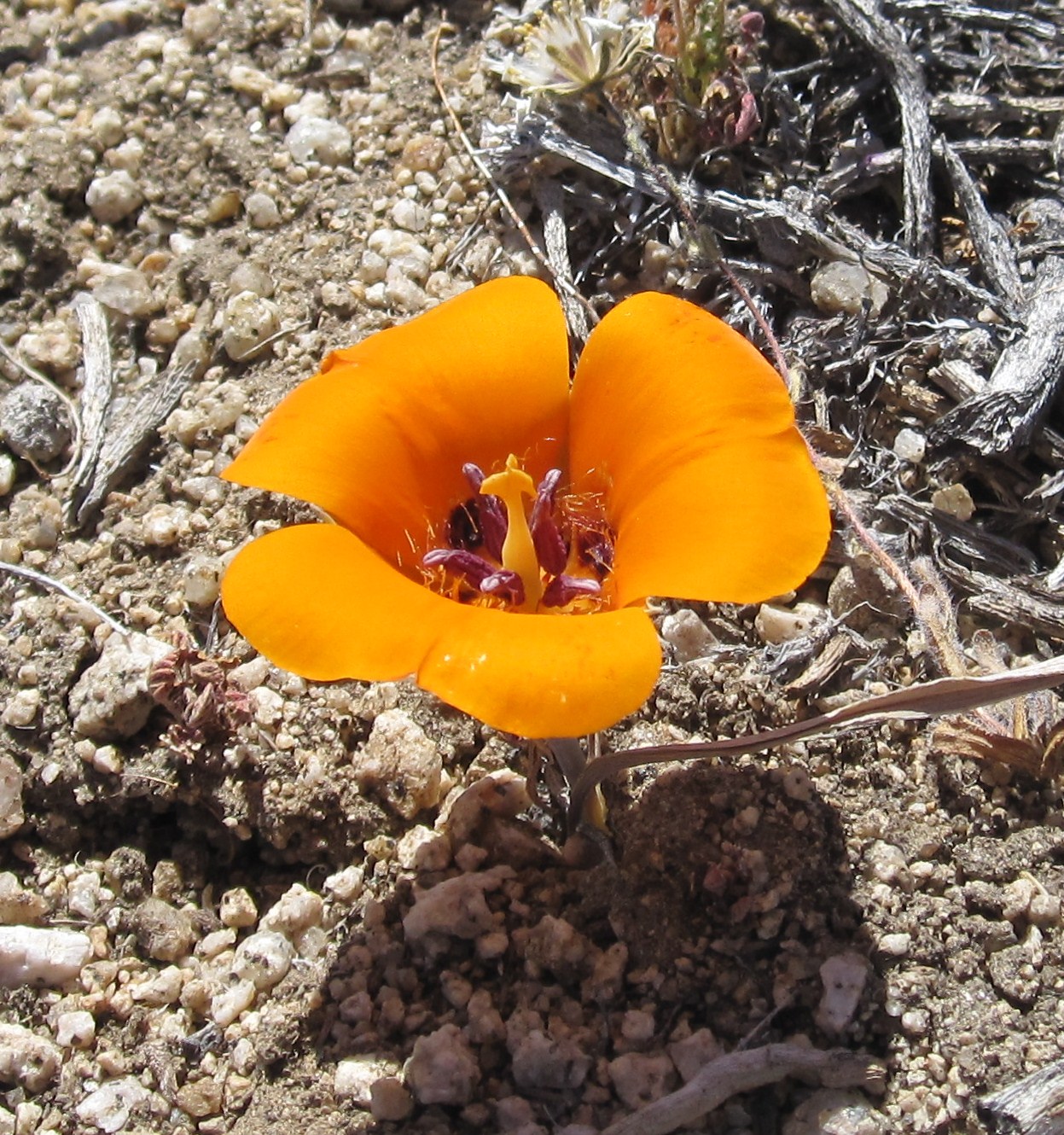 Cannundrums: Desert Mariposa Lily