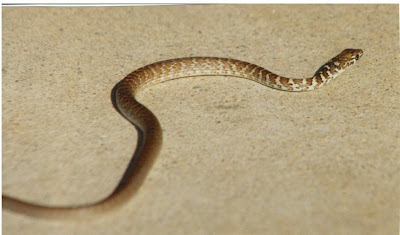 Cannundrums: Coachwhip or Red Racer