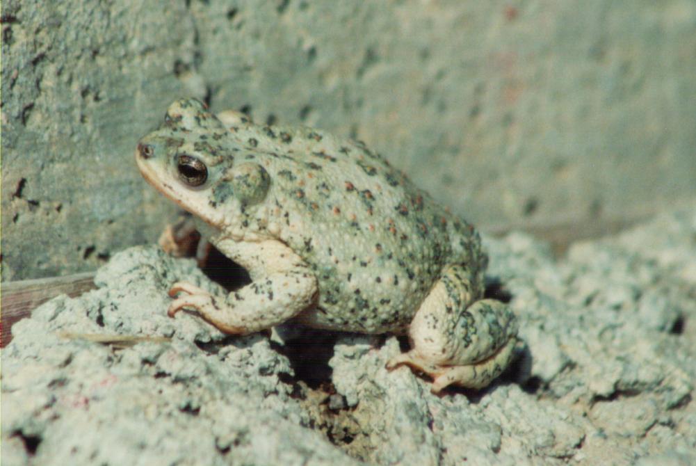 Cannundrums: Red-Spotted Toad