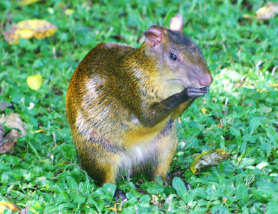 Cannundrums: Brown Agouti