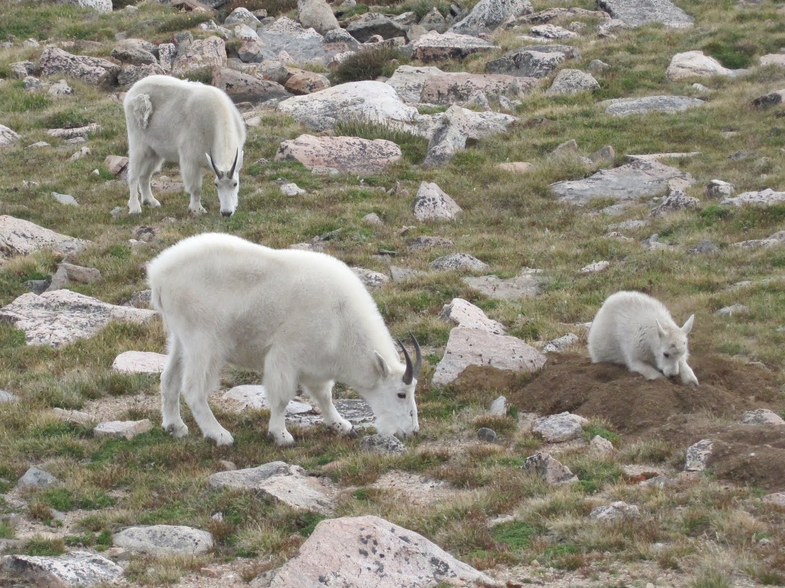 Cannundrums: Mountain Goats