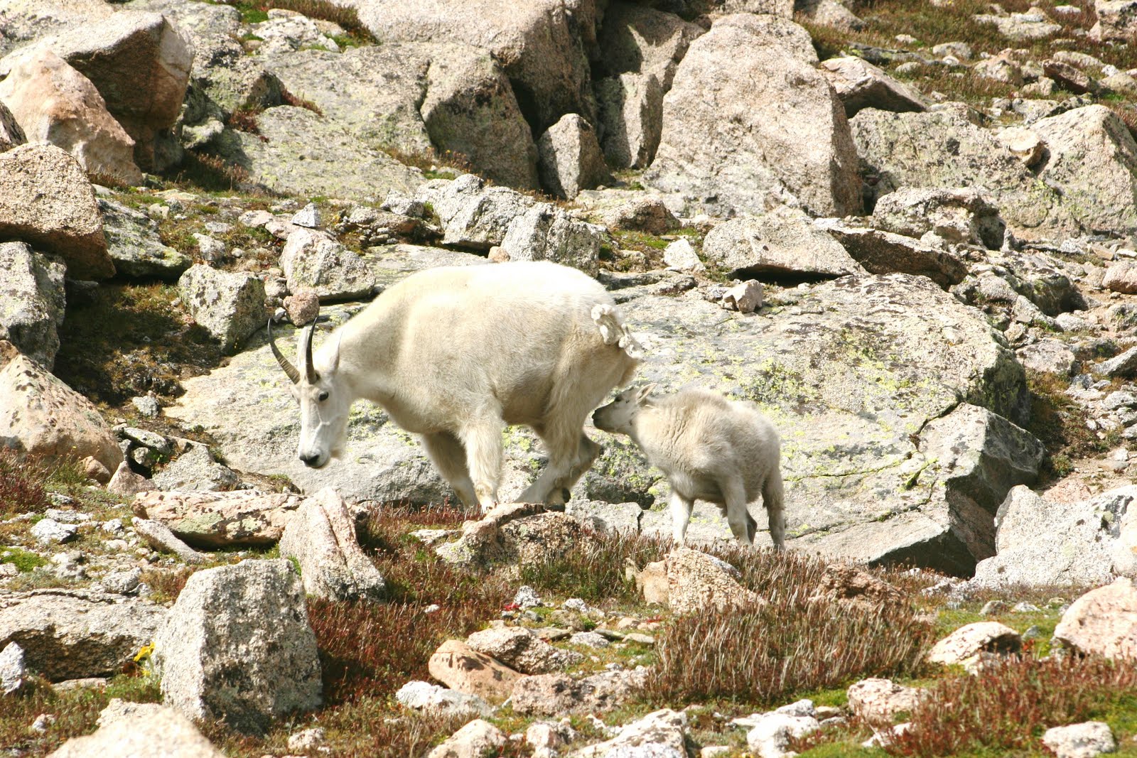 Cannundrums: Mountain Goats