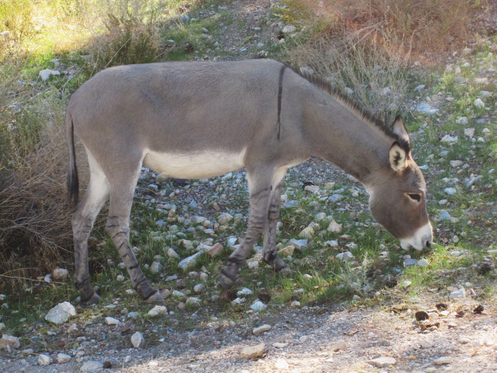 Cannundrums: Wild Burro
