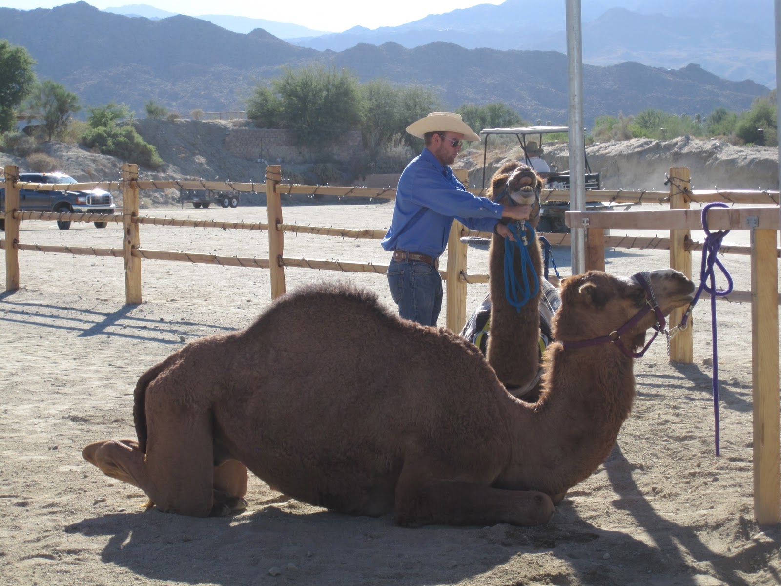 Cannundrums: Bactrian and Dromedary Camels