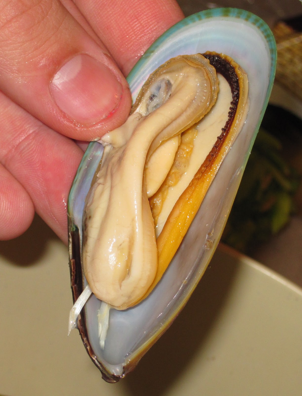 Cannundrums: New Zealand Green-Lipped Mussels Cannundrums: New Zealand Green-Lipped Mussels