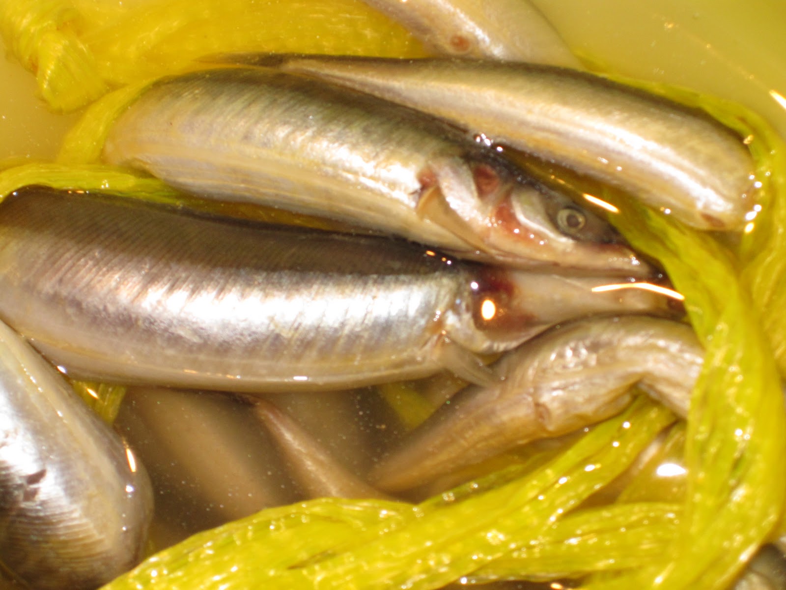 Cannundrums: Sand Eel or Sand Lance