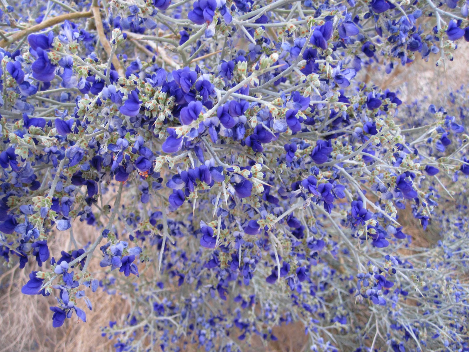 Cannundrums: Hayfield Road/Southeastern Joshua Tree National Park