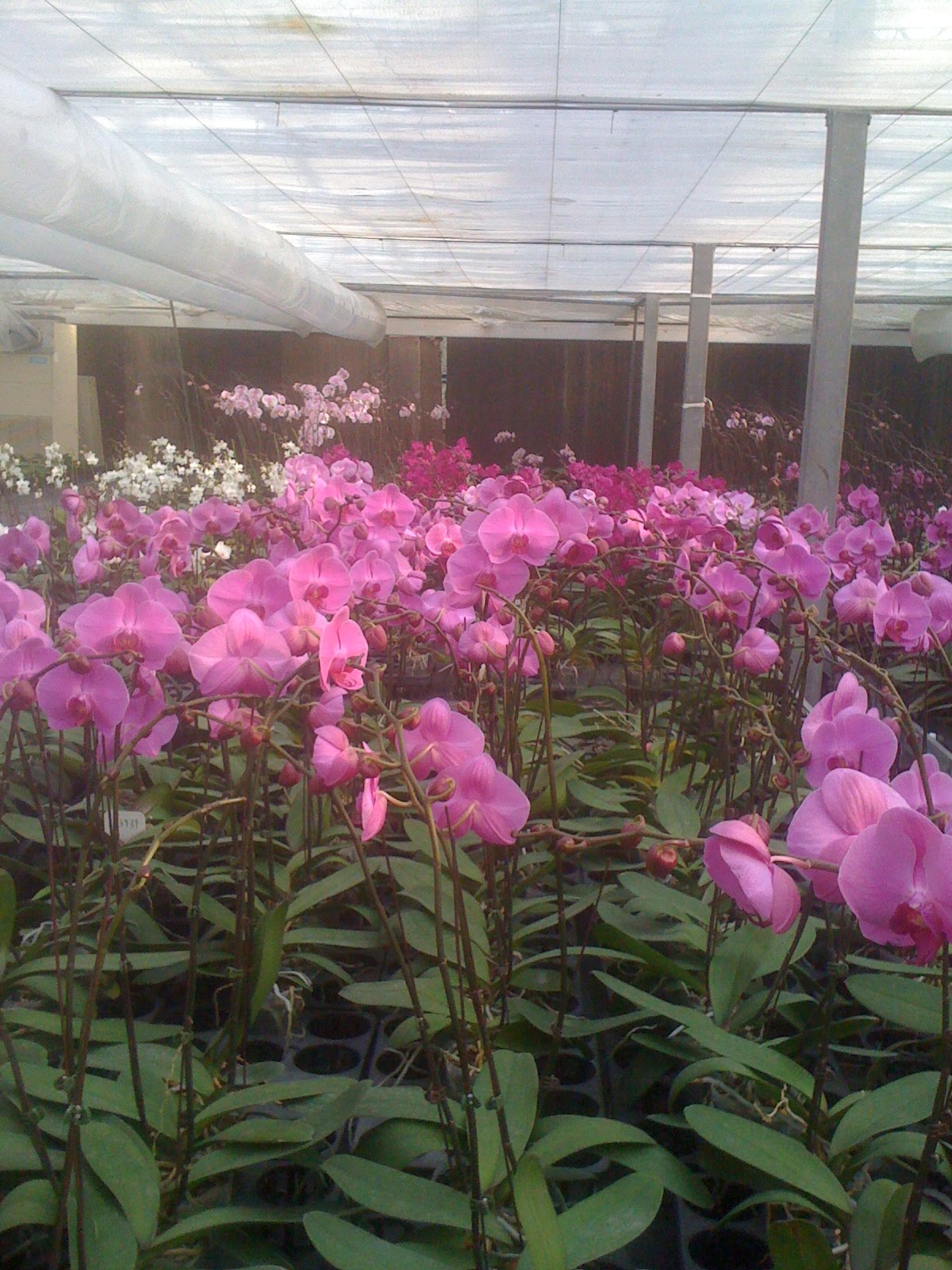 The Yilan Guru: King Car Orchid Farm 金車蘭花園