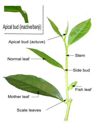 Tea harvesting, tea plucking, tea plucking, tea shoot picking, tea ...