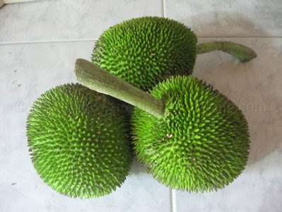 Curry Chataigne (Breadnut) | Simply Trini Cooking