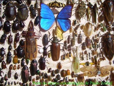 ECOLOGIA: Zoologia - Aulas de Biologia -Asquelmintos, Anelideos ...