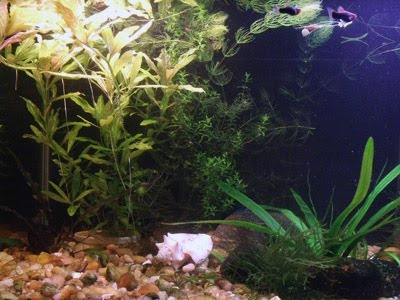 Nosso aquário de Poecilídeos